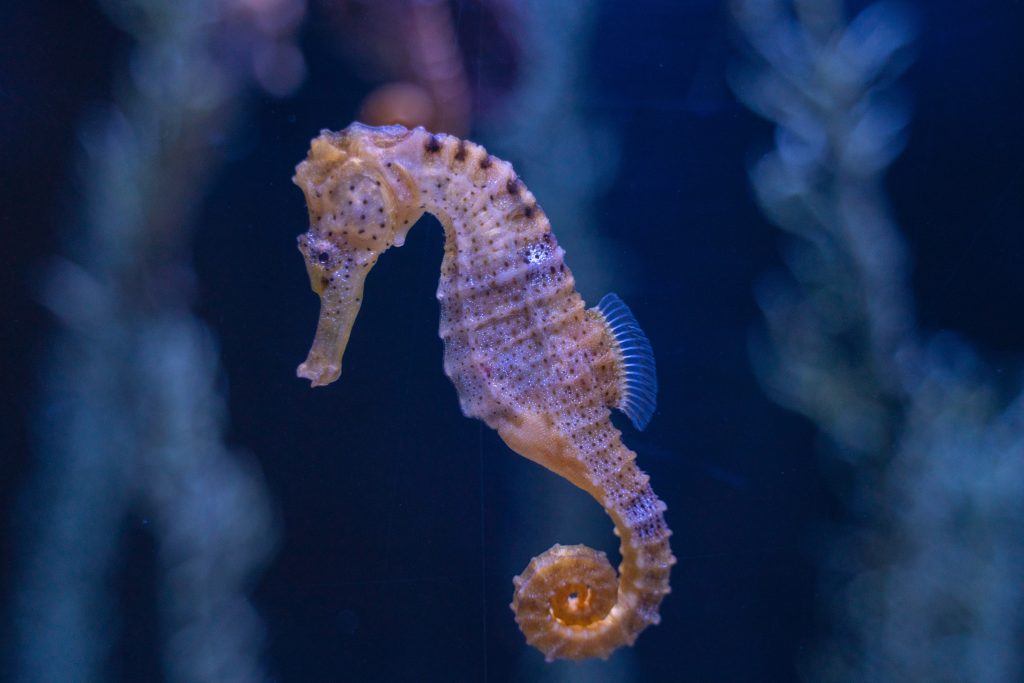 10 faits amusants sur les hippocampes - lookimage